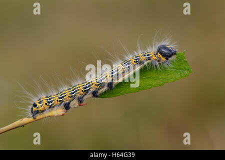 Grub of buff-tip on twig Stock Photo - Alamy