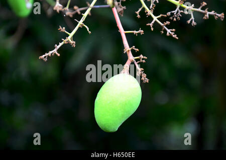 Mango tree with fruits on small village in the Amazon Rainforest ...