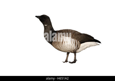 A light-bellied Brent Goose (Branta bernicla hrota) in flight against a ...
