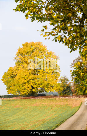 Grounds of Castle Ashby, Northamptonshire, during the season of autumn ...