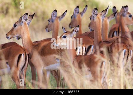 Impala, Herd of Impala, Serengeti, Tanzania, Africa Stock Photo - Alamy
