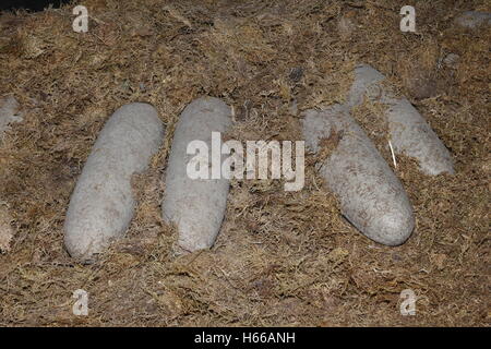 Fossil dinosaur eggs, Macroelongatoolithus egg clutch Stock Photo - Alamy