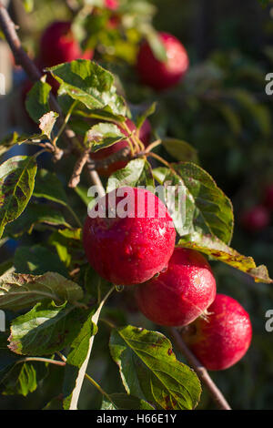 Deep red, juicy looking apples on a tree in an orchard in the UK Stock ...