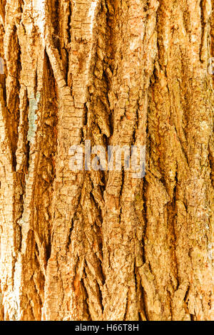 tree bark in nature, note shallow depth of field Stock Photo - Alamy