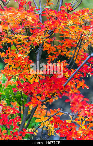 Redvein enkianthus, Enkianthus campanulatus, autumn colors Stock Photo ...