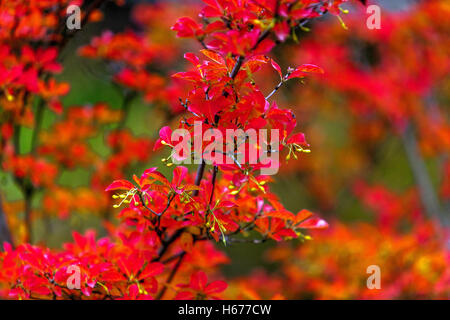 Redvein enkianthus, Enkianthus campanulatus, autumn colors Stock Photo ...