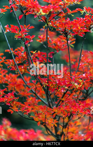 Redvein enkianthus, Enkianthus campanulatus, autumn colors Stock Photo ...