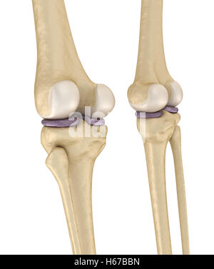 Knee Joint Anatomy Bones Menisci Articular Cartilage And Ligaments
