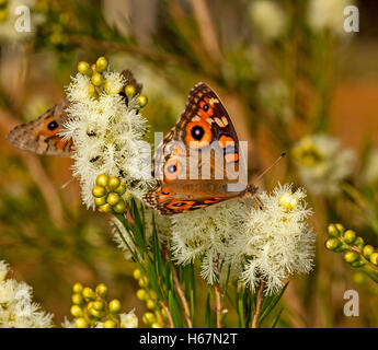 Spectacular orange & black Meadow argus butterfly, Junonia villida ...