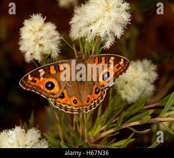 Spectacular orange & black Meadow argus butterfly, Junonia villida ...