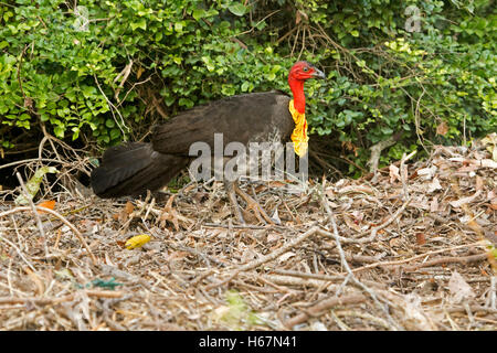 Australian Brush or bush turkey, male and female at nest mound Stock ...