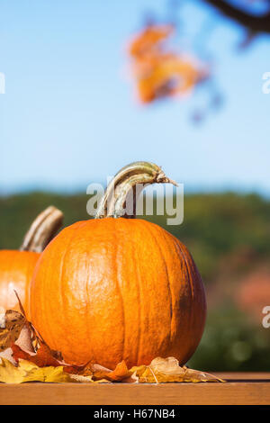 Pumpkins against autumn trees and blue sky Stock Photo - Alamy