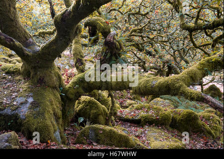 Spooky forest background with stunted, moss-covered trees and rocks ...
