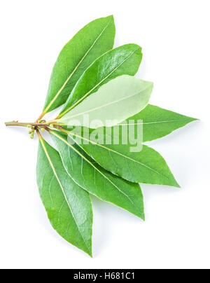 bay leaf isolated on white background Stock Photo - Alamy