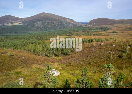 Glenmore Forest Park, near Aviemore, Scotland Stock Photo - Alamy