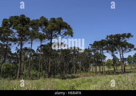 Paraná pine trees, Araucaria angustifolia, growing around farmhouse ...