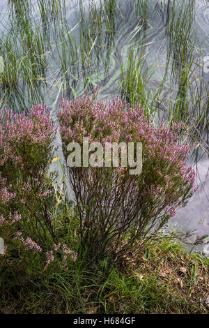 Ling Heather at Loch Garten in Scotland Stock Photo - Alamy