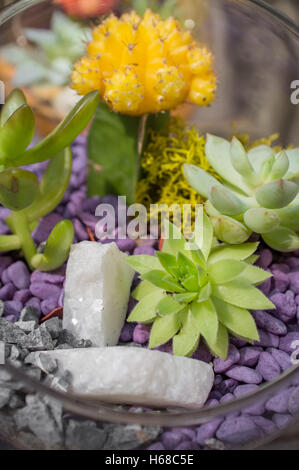 Moon Cactus or Gymnocalycium mihanovichii, the Mutant Cactus Grafted on ...