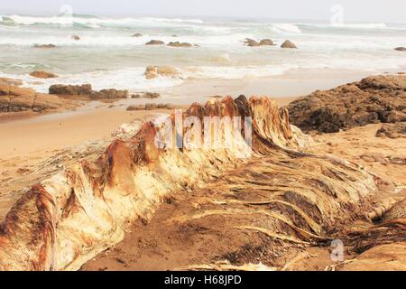 Decomposing whale carcass Stock Photo - Alamy