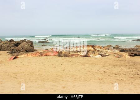 Whale carcass decomposing Stock Photo - Alamy