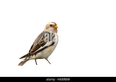 Snow Bunting; Plectrophenax nivalis Single in Snow Scotland; UK Stock ...
