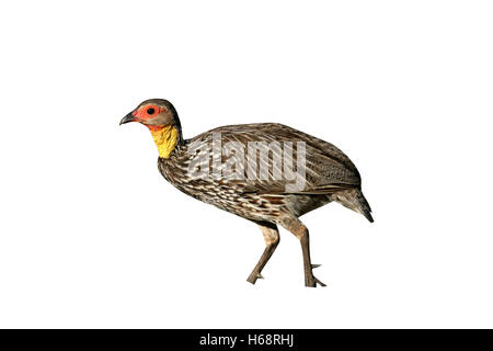 Yellow-necked spurfowl (Pternistis leucoscepus Stock Photo - Alamy