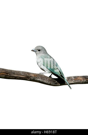 Sayaca Tanager bird (Thraupis sayaca Stock Photo - Alamy