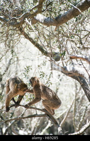 Barbary macaques who fight. Gibraltar Stock Photo - Alamy