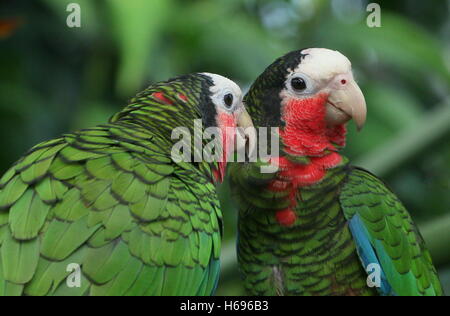 Happy pair of Cuban Amazon Parrots, a.k.a. Rose throated Parrot ...