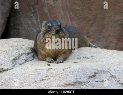 Rock Daman (Procavia capensis), resting on rocks, dry shrub savanna ...
