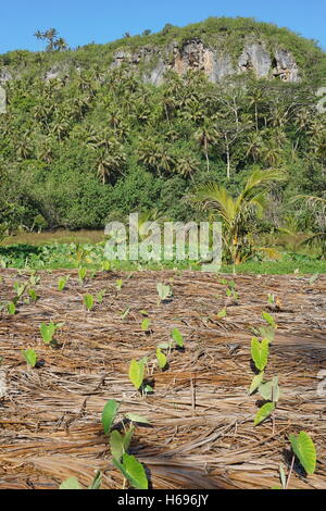 Rurutu island landscape, plantation of taro, south Pacific, Austral ...