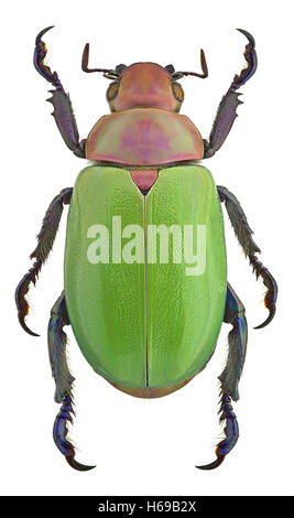 Jewel scarab beetle (Chrysina adelaida). The mounted specimen shown ...