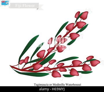 Fiji Blossom, Illustration of Tagimaucia Flower or Medinilla ...