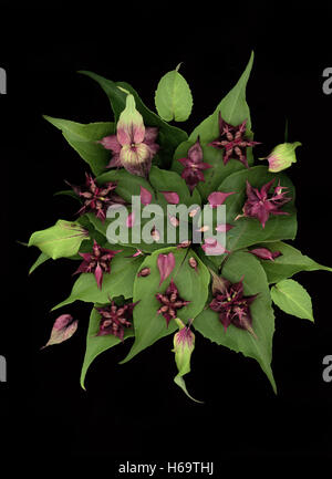 himalayan huckleberry flowers Stock Photo - Alamy