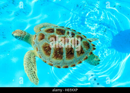 Florida Keys Marathon The Turtle Hospital endangered threatened marine ...