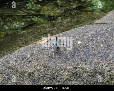 Blue dragonfly resting on a water plant Stock Photo - Alamy