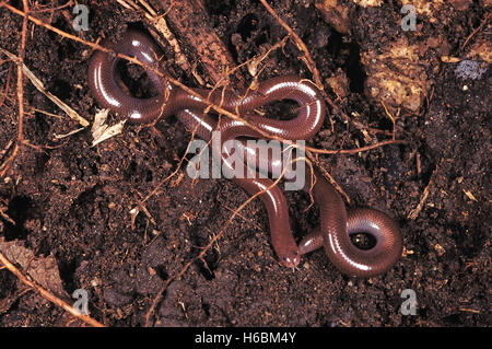 European worm snake or blind snake, Typhlops vermicularis, Bulgaria ...