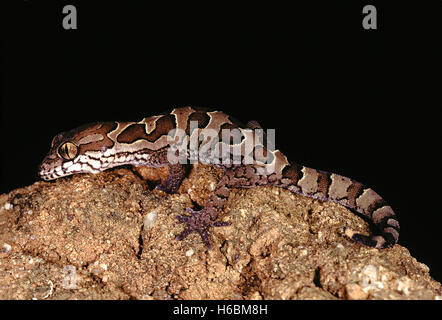 CLOUDED GROUND GECKO, Geckoella nebulosa, Gekkonidae, Madhya Pradesh ...