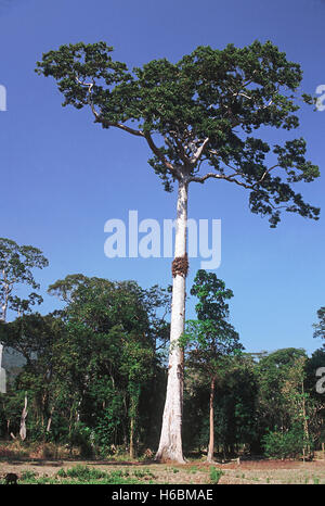 A tall Gurjan tree Stock Photo - Alamy