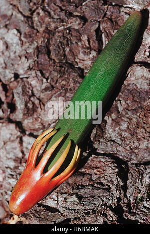 Botany - Rhizophoraceae. Mangrove (Rhizophora mangle Stock Photo - Alamy