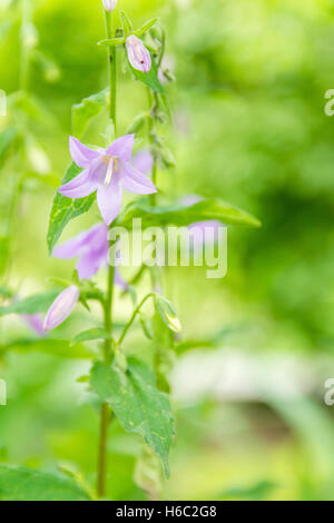 Bellflower. Blue purple bellflower with creamy bokeh background. Bright ...