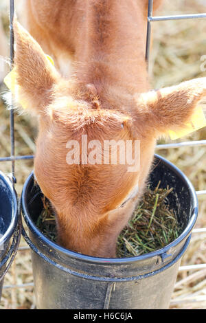 Cow eating from a bucket in its pen Stock Photo - Alamy