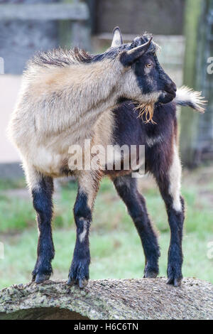 Billy goat standing around Stock Photo - Alamy