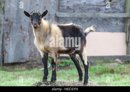 Billy goat standing around Stock Photo - Alamy