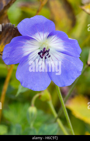 Blue Hardy Geranium "Azure Rush" flower Stock Photo - Alamy