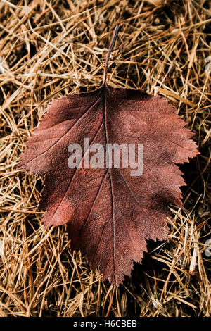 One separate dry leaf of Autumn times Stock Photo - Alamy