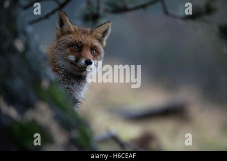 Red Fox hiding behind a tree and enjoying its environment Stock Photo ...