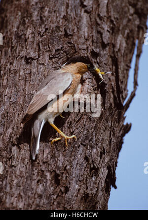 Brahminy starlings Sturnia pagodarum on a shrub. Keoladeo Ghana ...