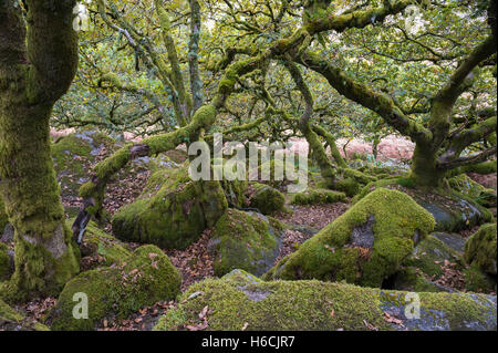 Spooky forest background with stunted, moss-covered trees and rocks ...