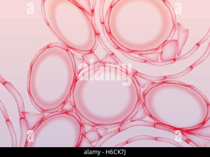 Alveoli in Lungs Tissue Slice, Cross section Stock Vector Image & Art ...